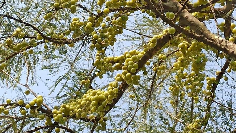 AMLA FARM – agronicherbal