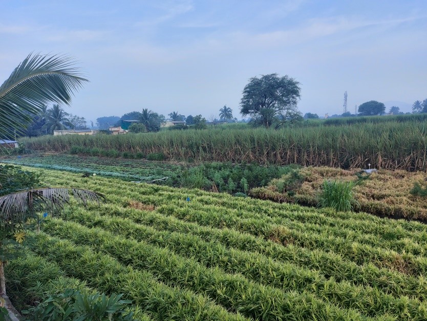 GINGER FARM – agronicherbal